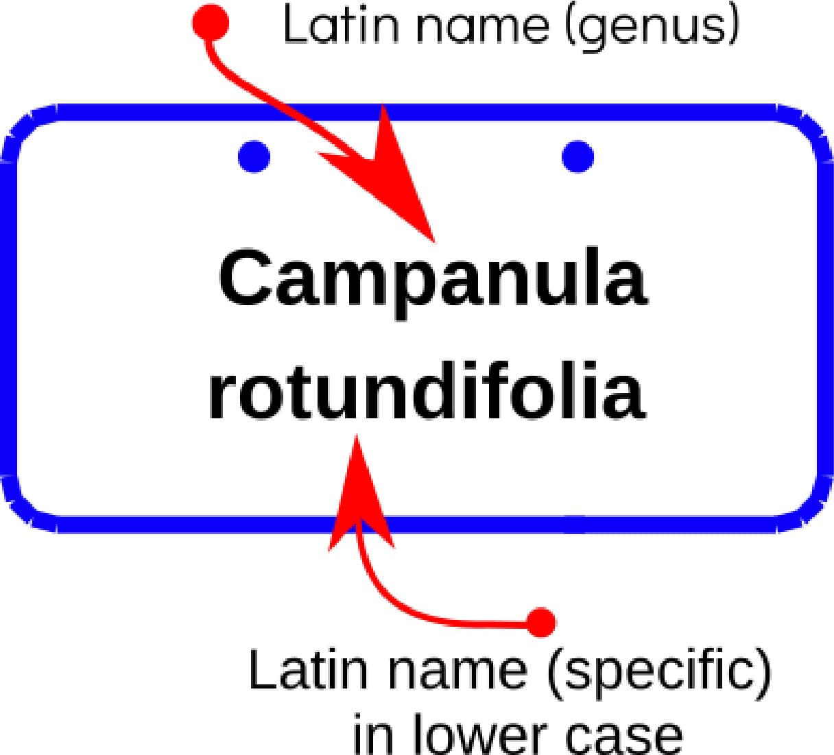 How to write a plant name on a label - Hardy Labels